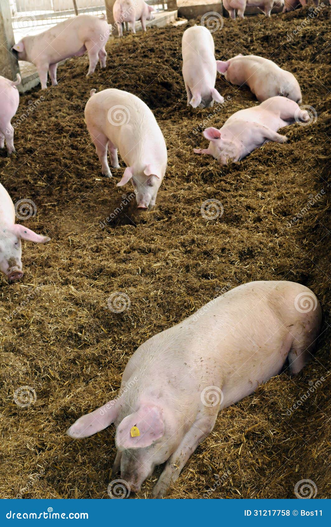 Organic Pig Farm Royalty Free Stock Photos - Image: 31217758