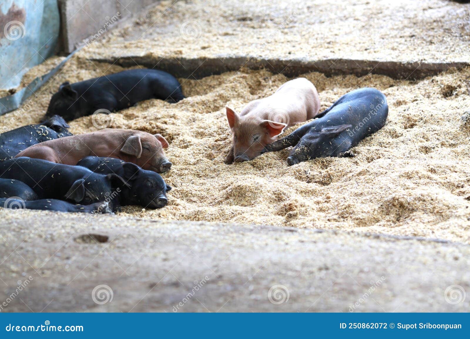 Organic pig in hole stock photo. Image of berger, meet - 250862072