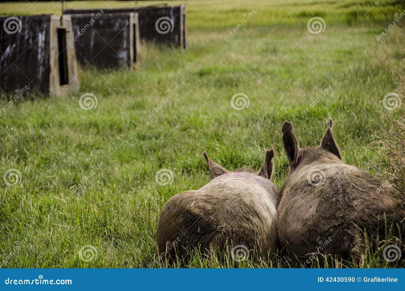 Organic pigs stock photo. Image of pork, nature, relaxation - 42430590