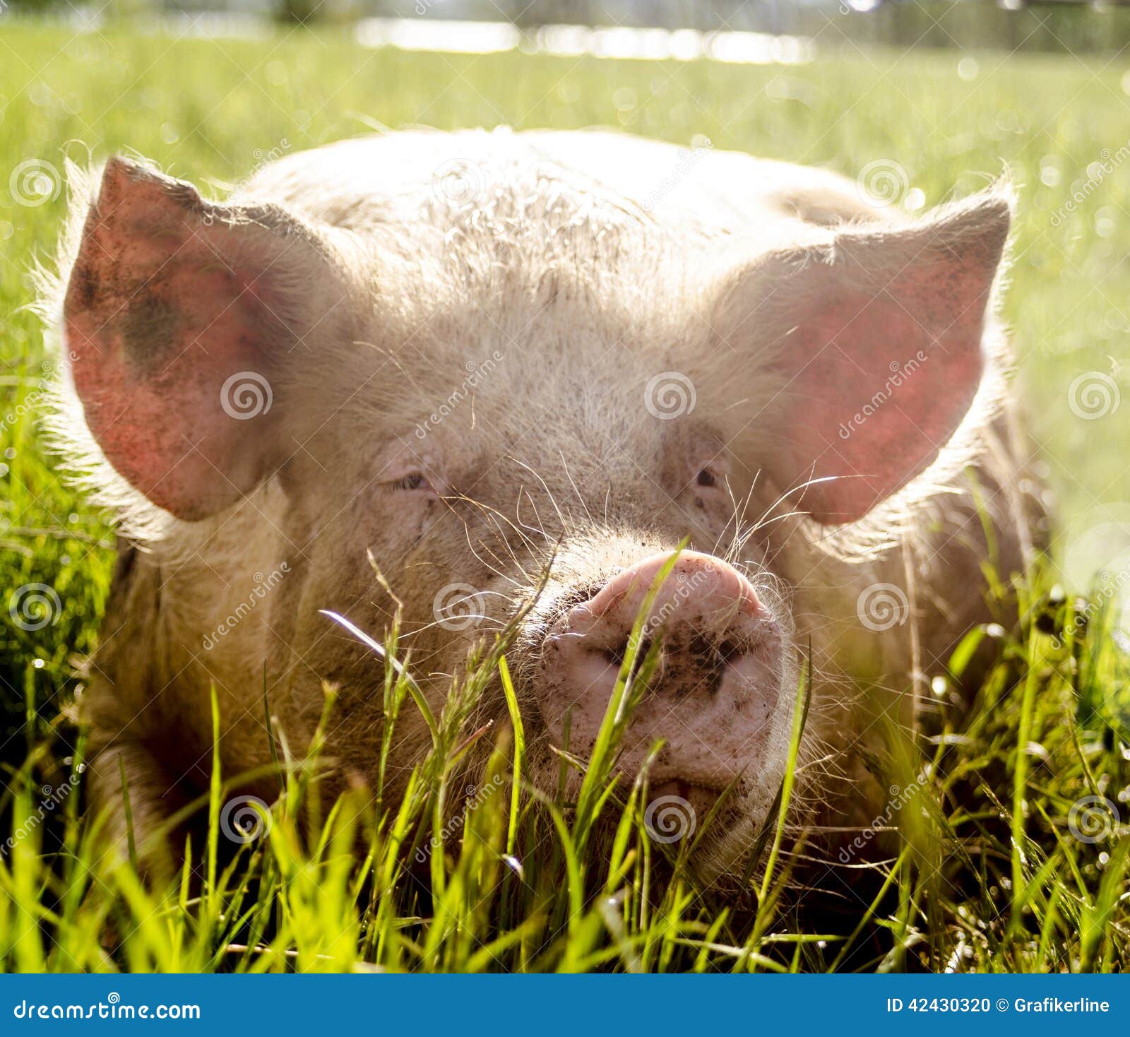 Organic pigs stock photo. Image of animal, pets, snout - 42430320