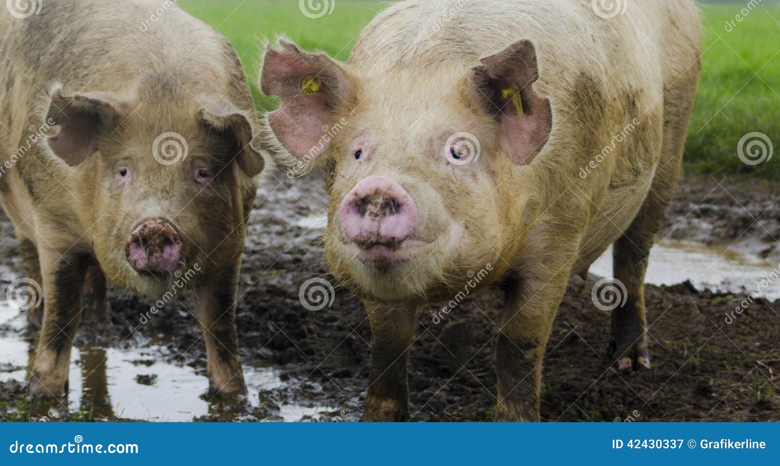 Organic pigs stock image. Image of pork, happiness, portrait - 42430337
