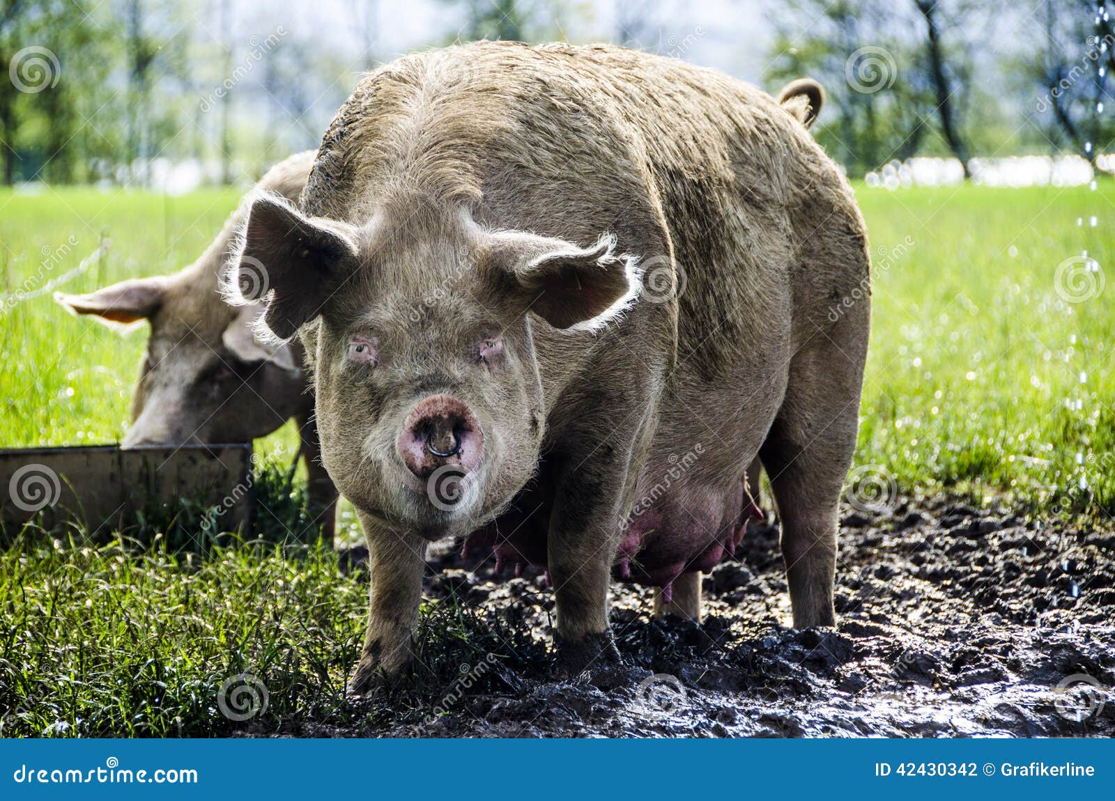 Organic pigs stock photo. Image of drink, industry, close - 42430342