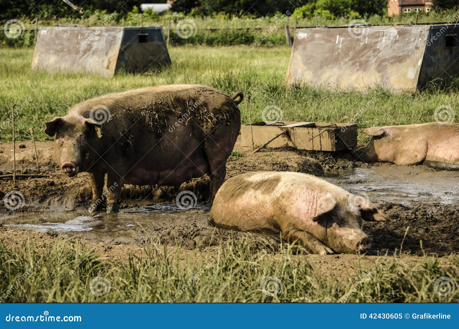 Organic pigs stock image. Image of outdoor, eachother - 42430605