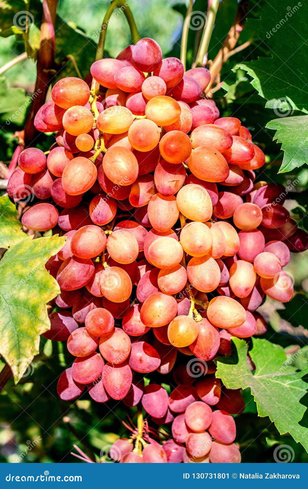 Organic Pink Grape Bunch on the Vine Tree. Harvest Concept Stock Image ...