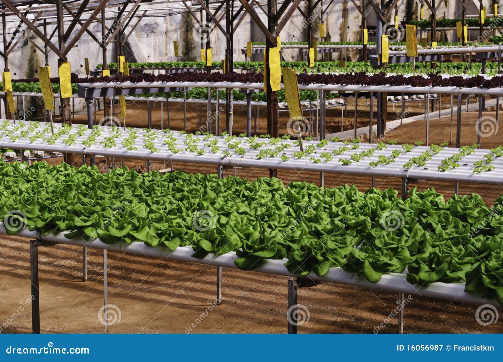 Organic Plantation stock image. Image of cultivated, natural - 16056987