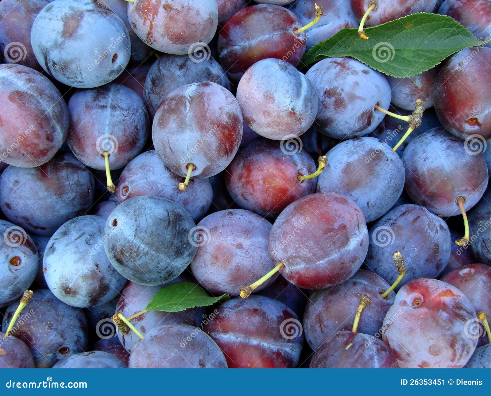 Organic plums stock image. Image of orchard, magenta - 26353451