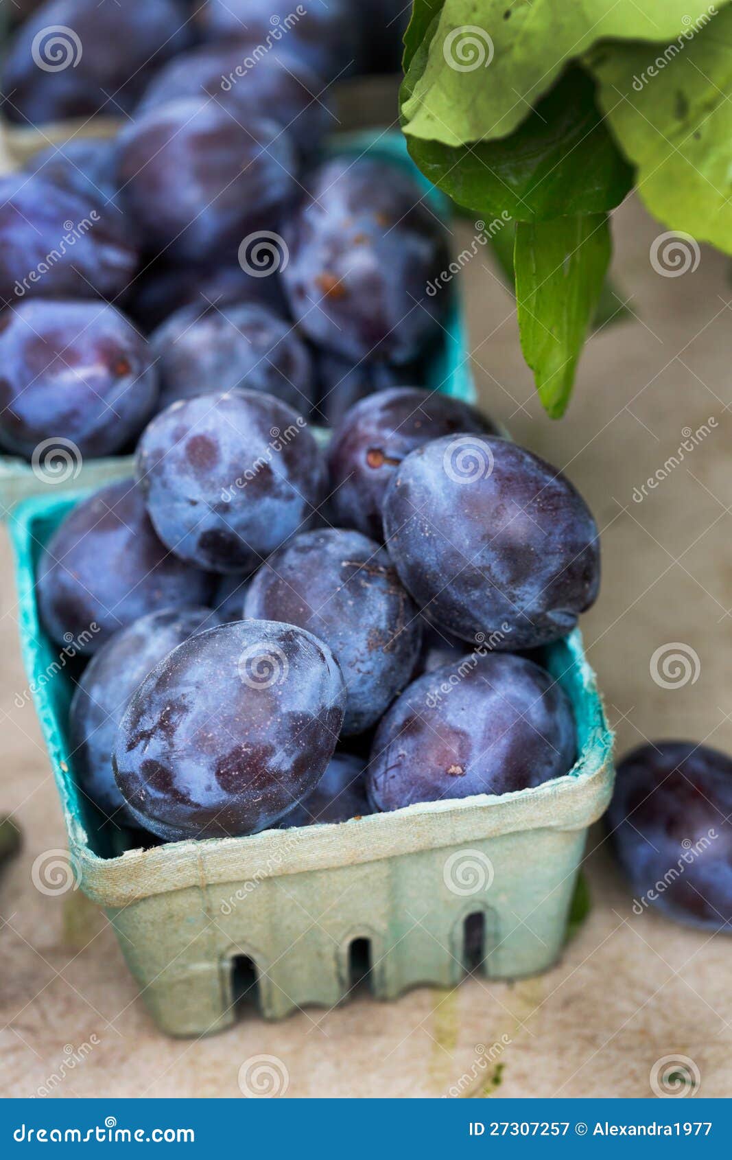 Organic Plums stock image. Image of branch, agriculture - 27307257
