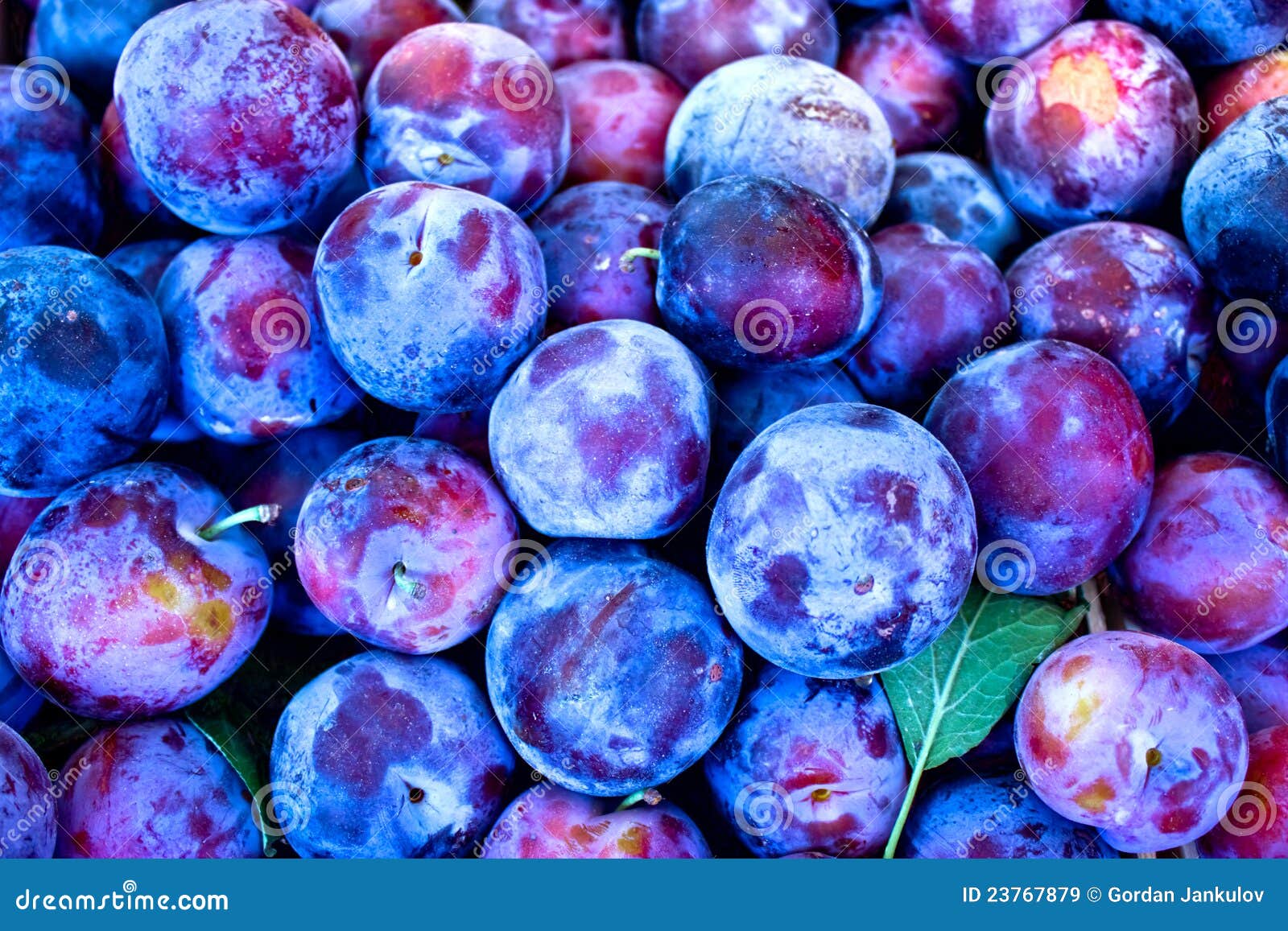 Organic plums - damson stock image. Image of outdoor - 23767879