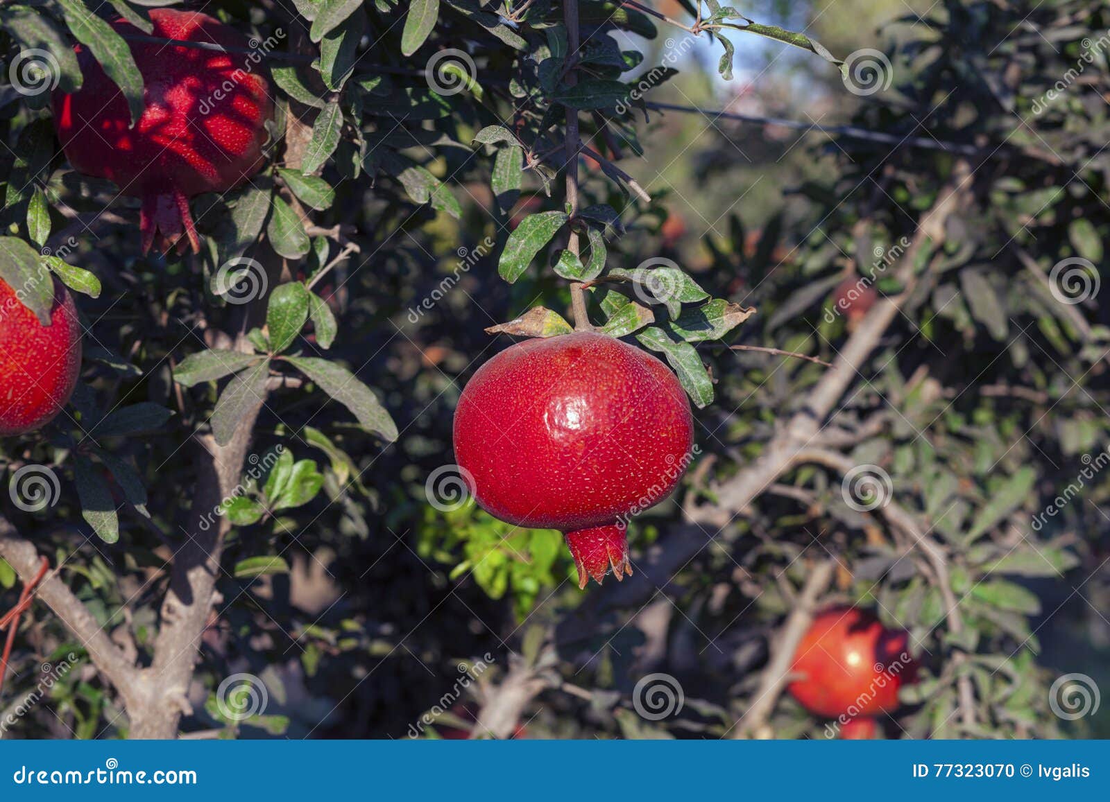 Organic pomegranate stock photo. Image of organic, autumn - 77323070