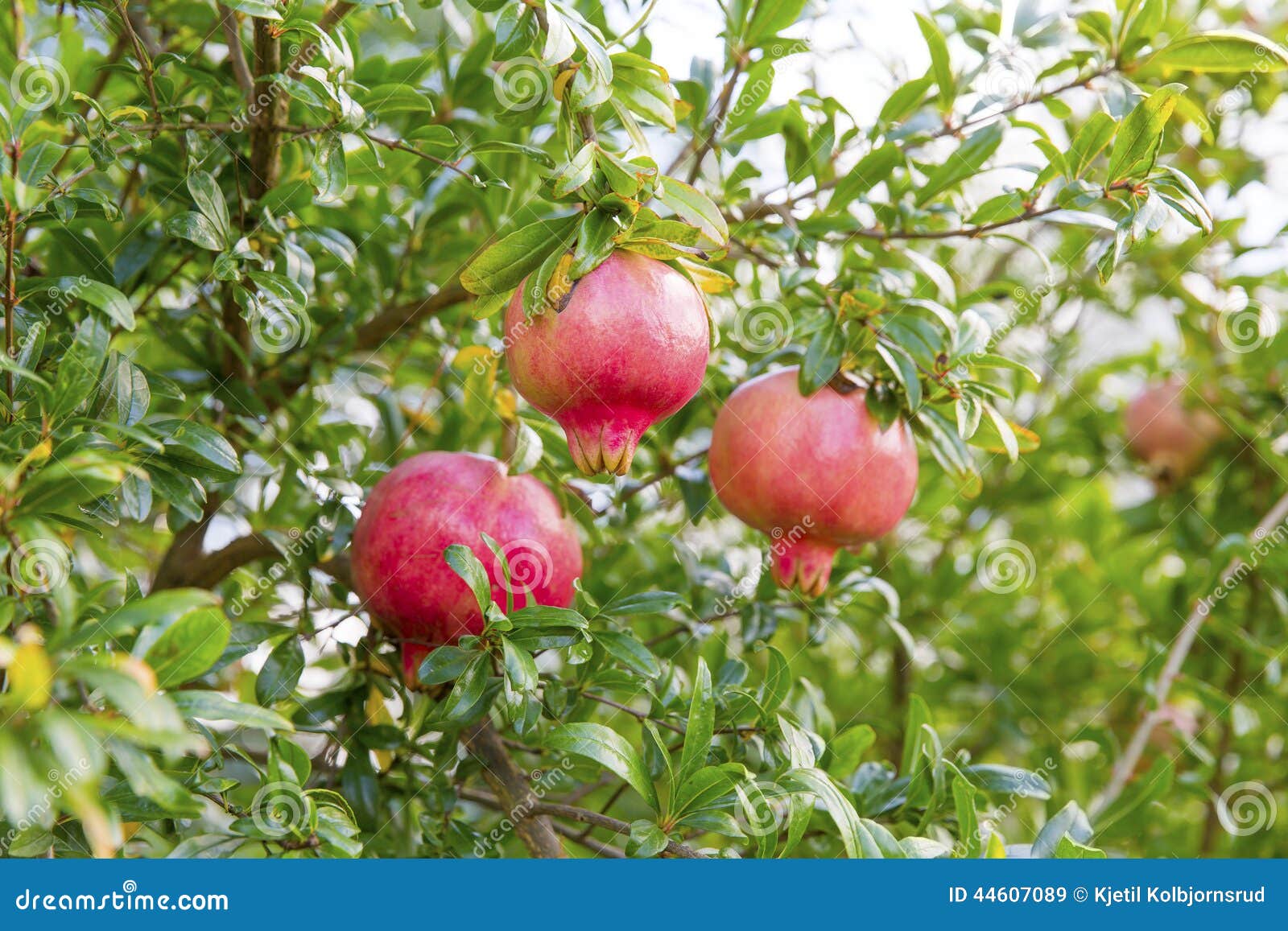 Organic pomegranate tree stock image. Image of branch - 44607089