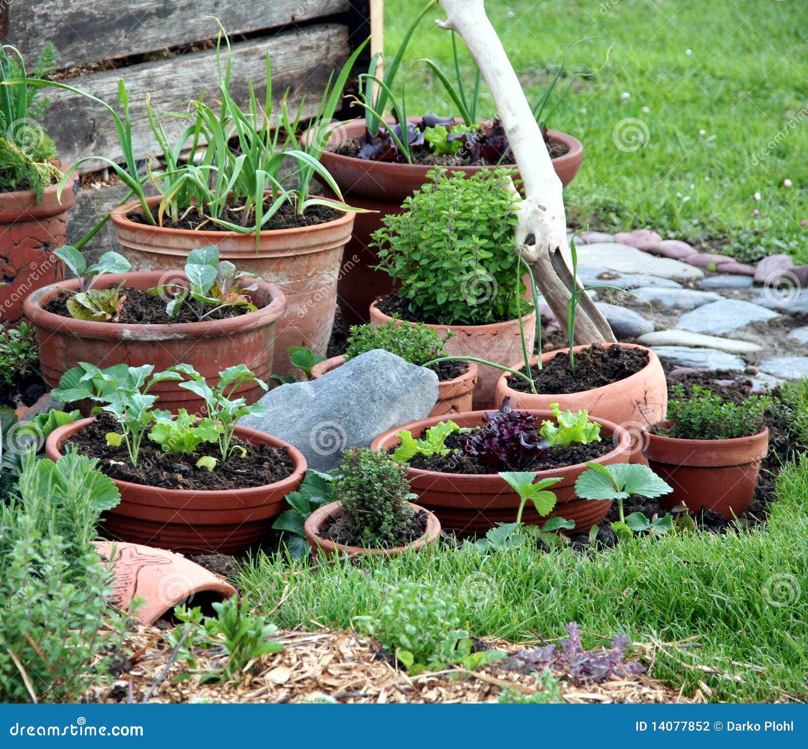Organic pot gardening stock photo. Image of ceramics - 14077852