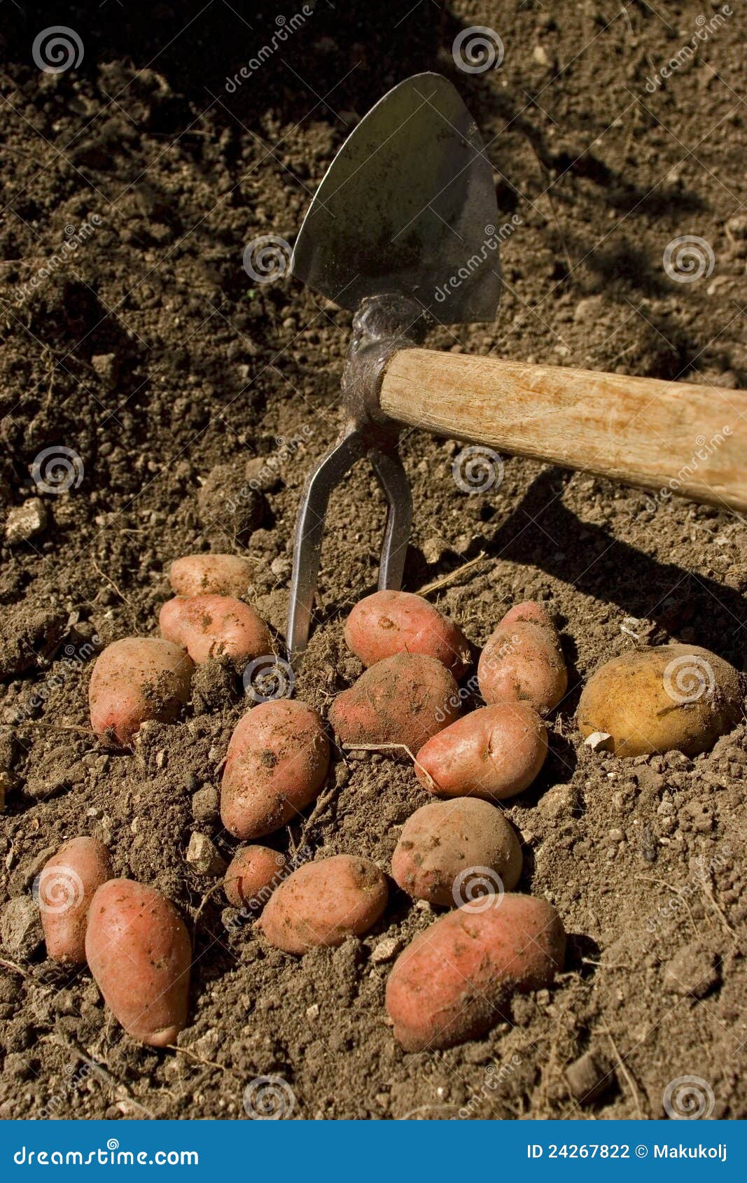 Harvesting Organic Potatoes with Care Stock Photo - Image of ...