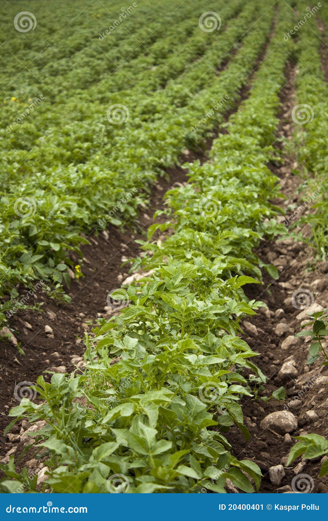 Organic potato field stock image. Image of plow, warm - 20400401