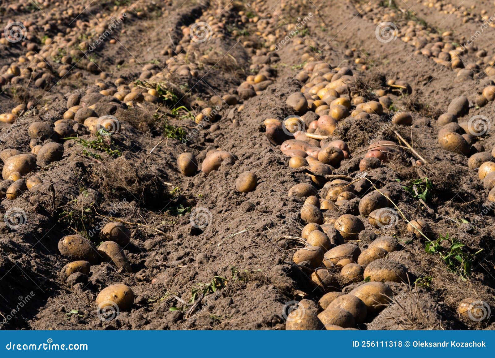 Organic Potato Harvest in the Fields. Stock Photo - Image of vegetable ...