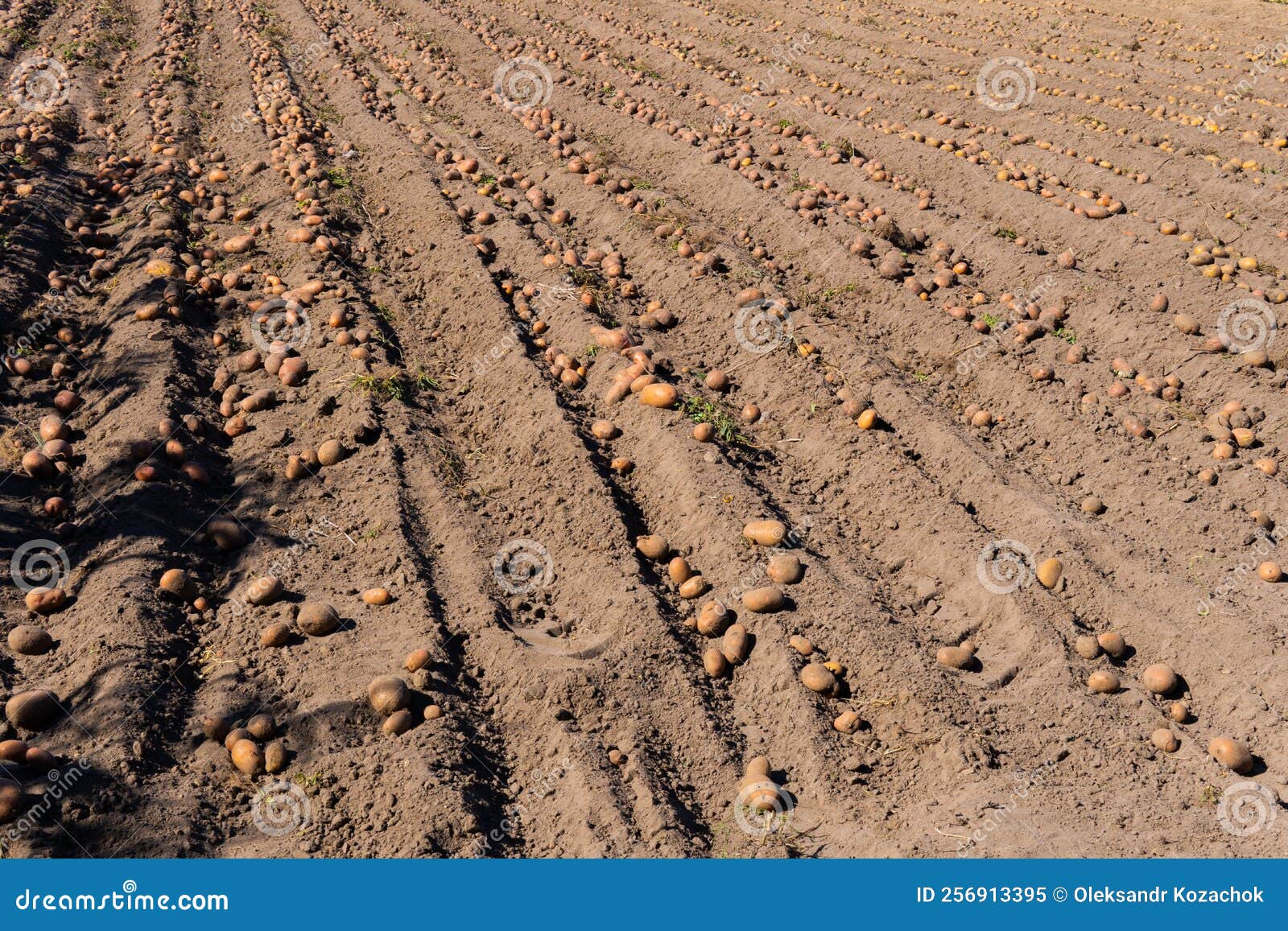 Organic Potato Harvest in the Fields. Stock Image - Image of soil ...