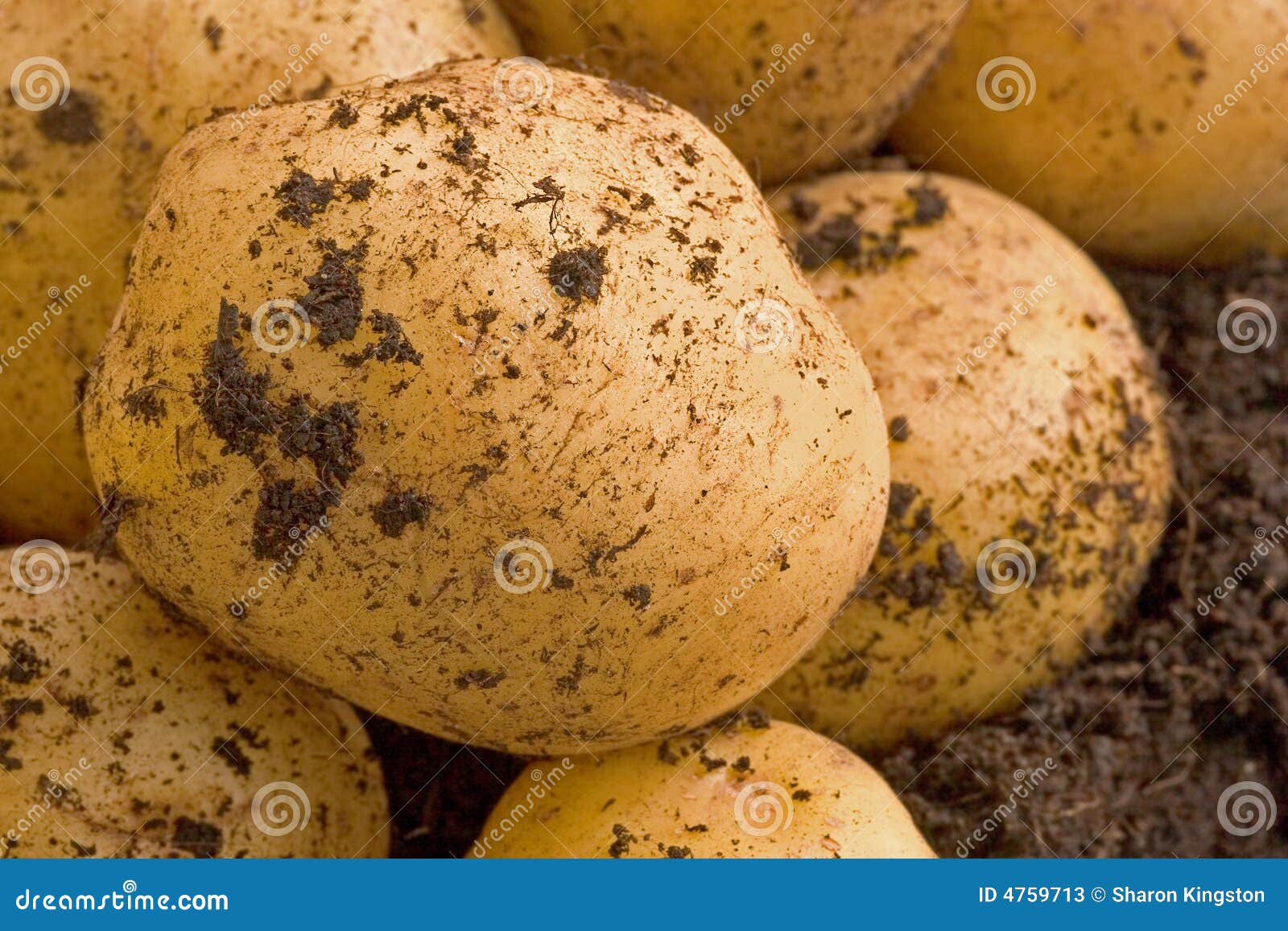 Organic potatoe stock image. Image of cultivation, ingredient - 4759713
