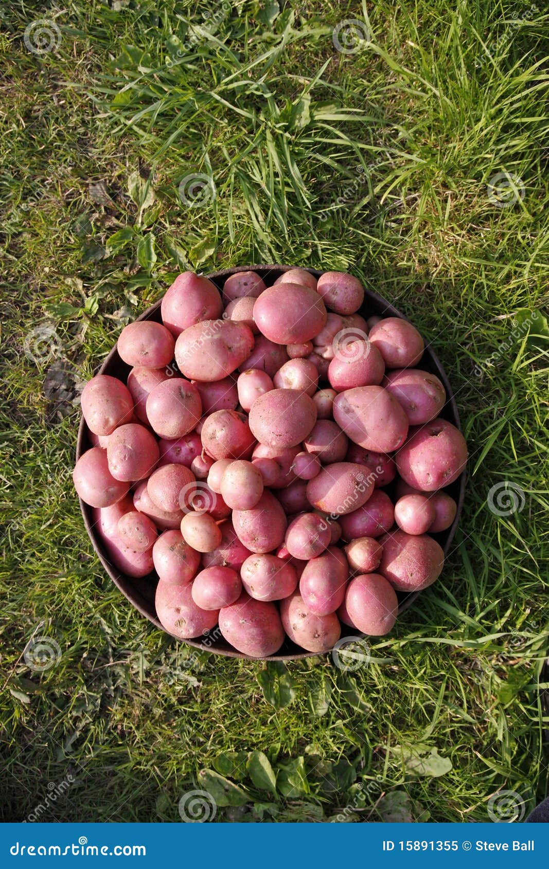 Organic potatoes stock image. Image of harvesting, harvest - 15891355