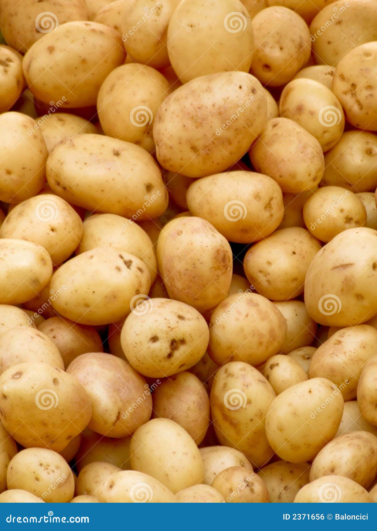 Organic potatoes stock photo. Image of nature, fresh, natural - 2371656