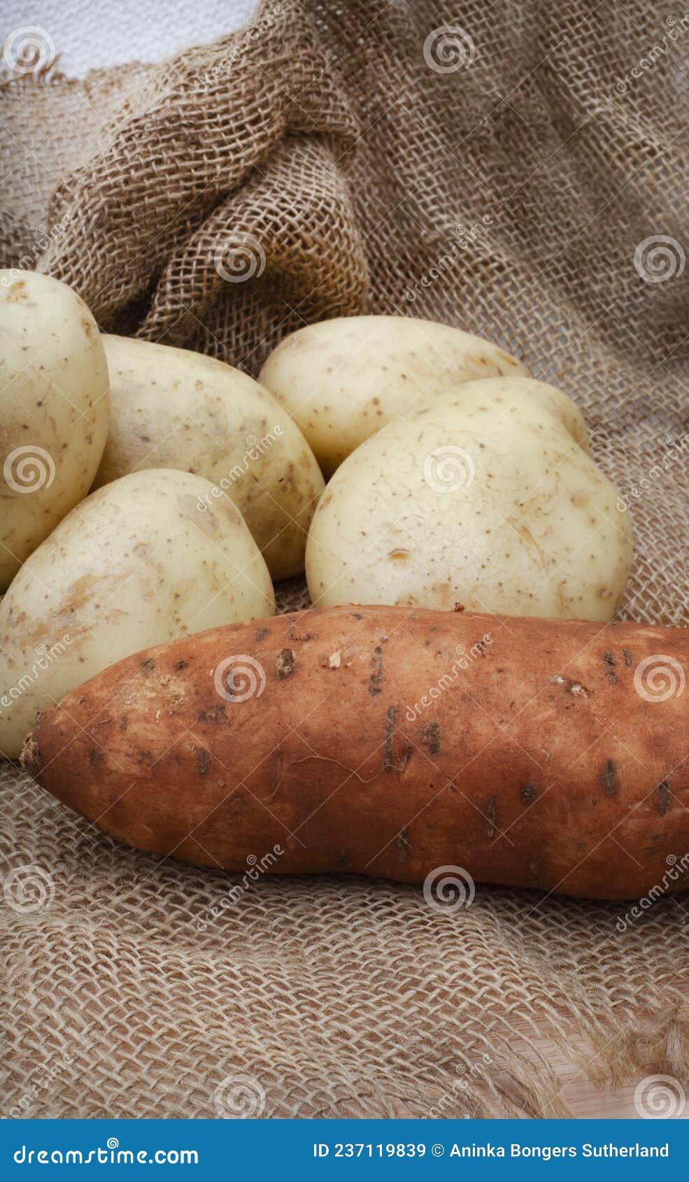 Organic Potatoes on the Farm Table Stock Image - Image of grow ...