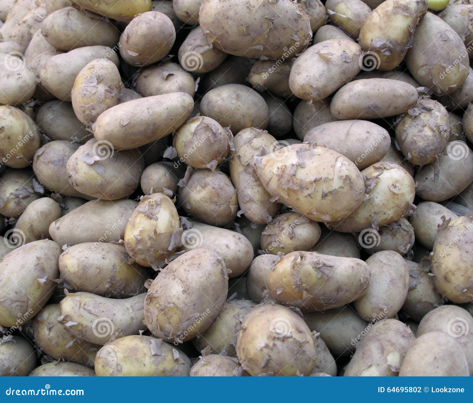 Organic Potatoes stock photo. Image of agriculture, produce - 64695802