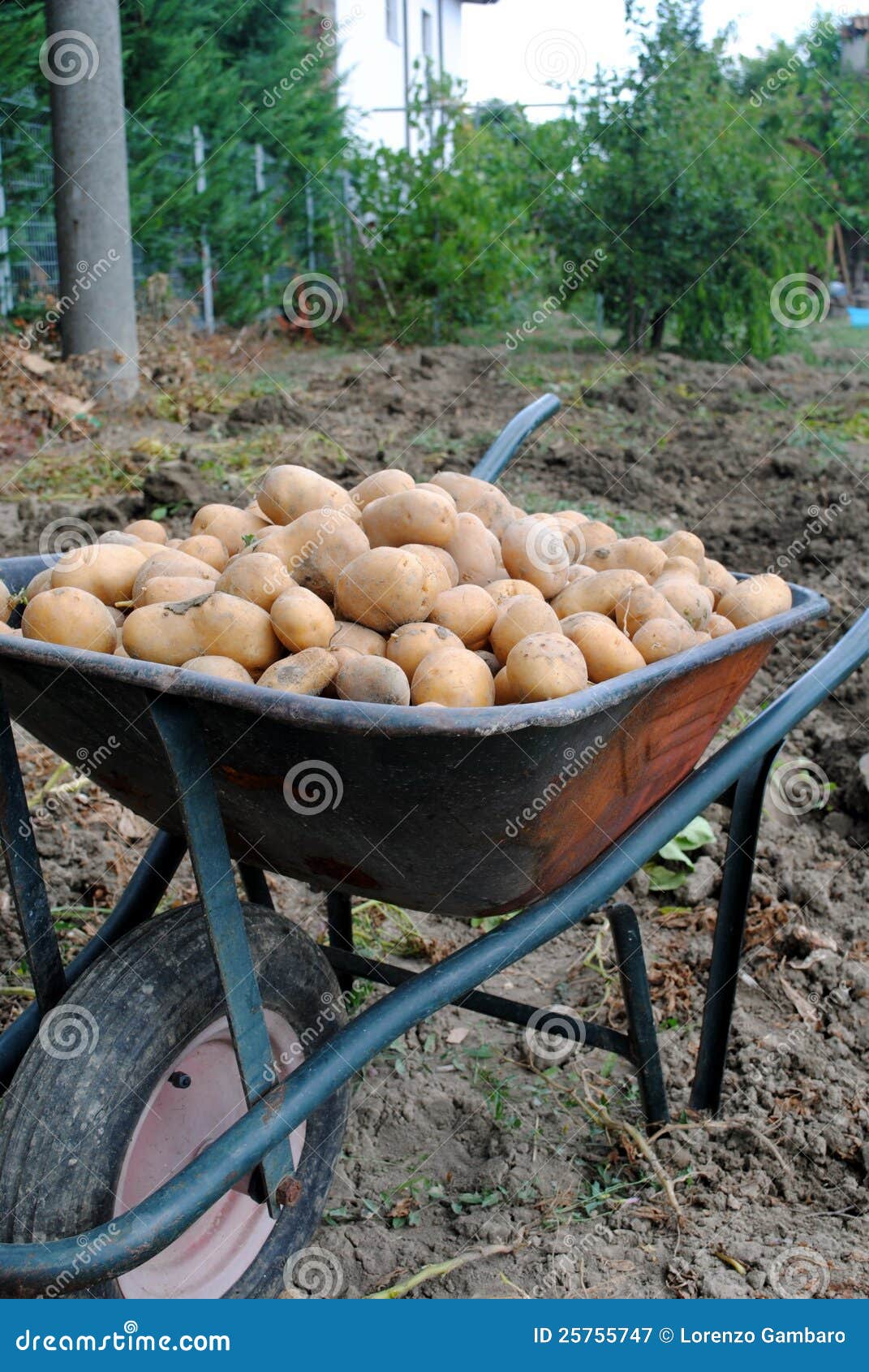 Organic Potatoes into a Wheel Barrow Stock Image - Image of fresh ...