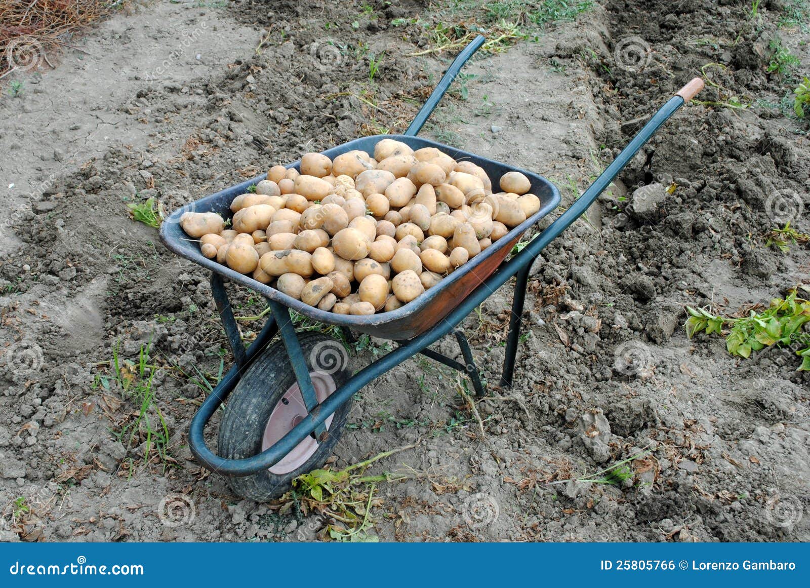Organic Potatoes into a Wheel Barrow Stock Photo - Image of cultivate ...