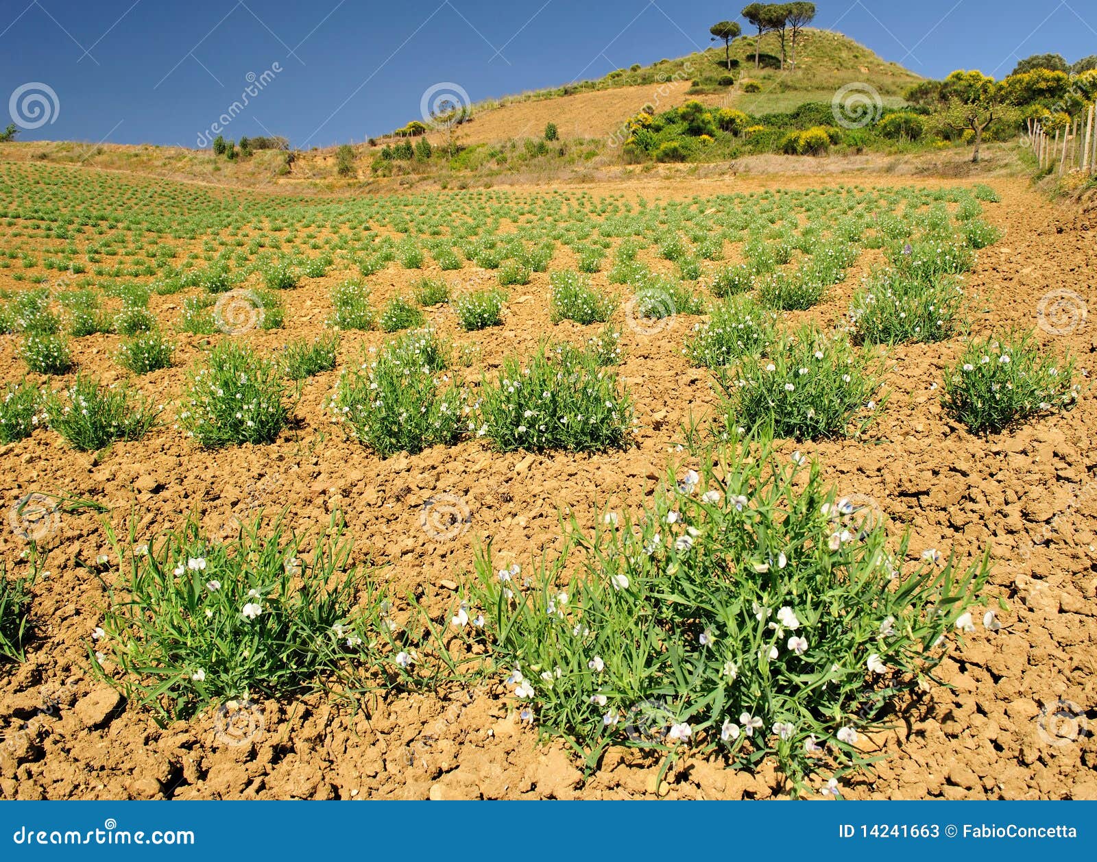Organic Production of Chickling Stock Image - Image of food, production ...
