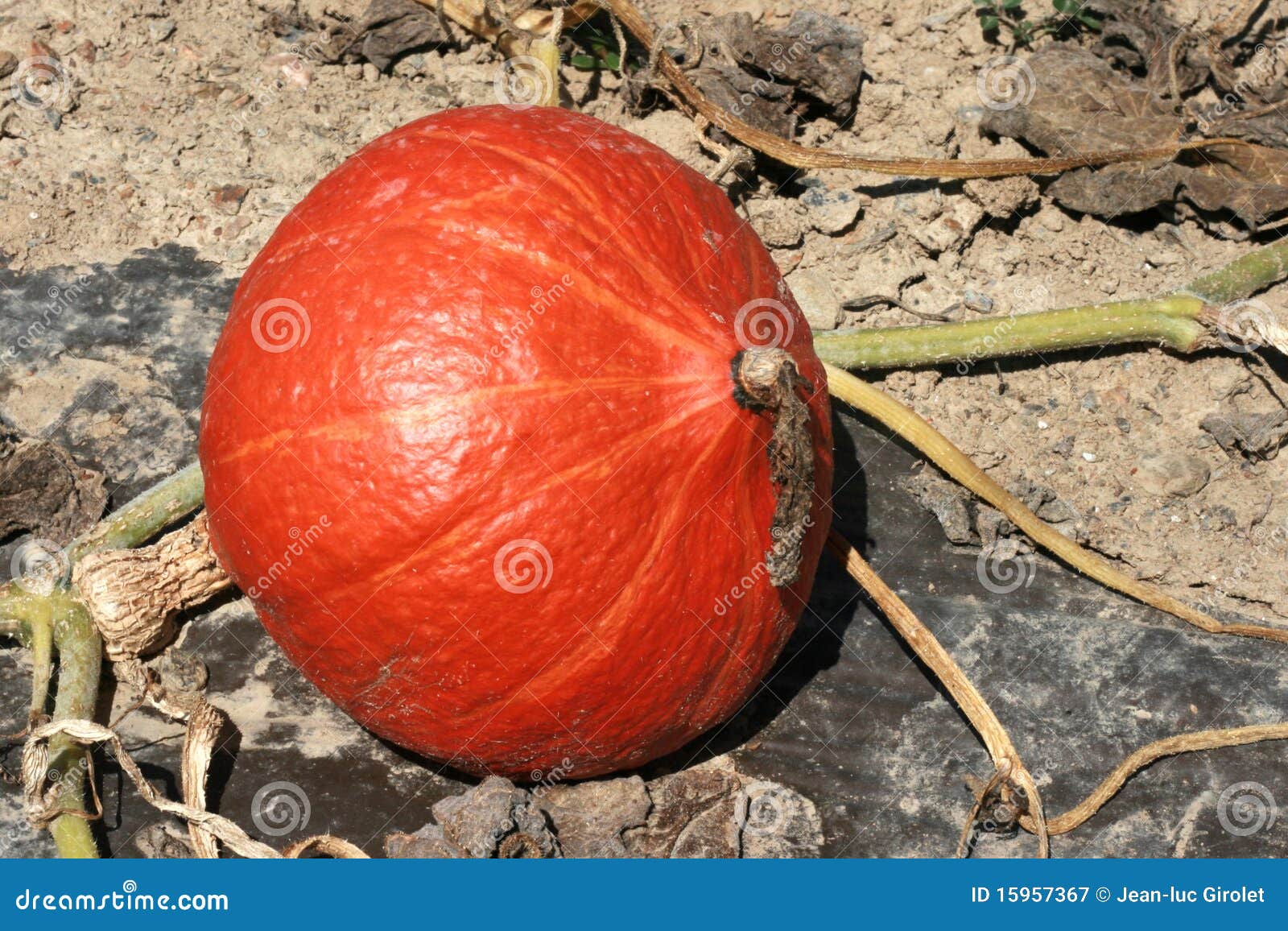 Organic pumpkin stock image. Image of green, september - 15957367