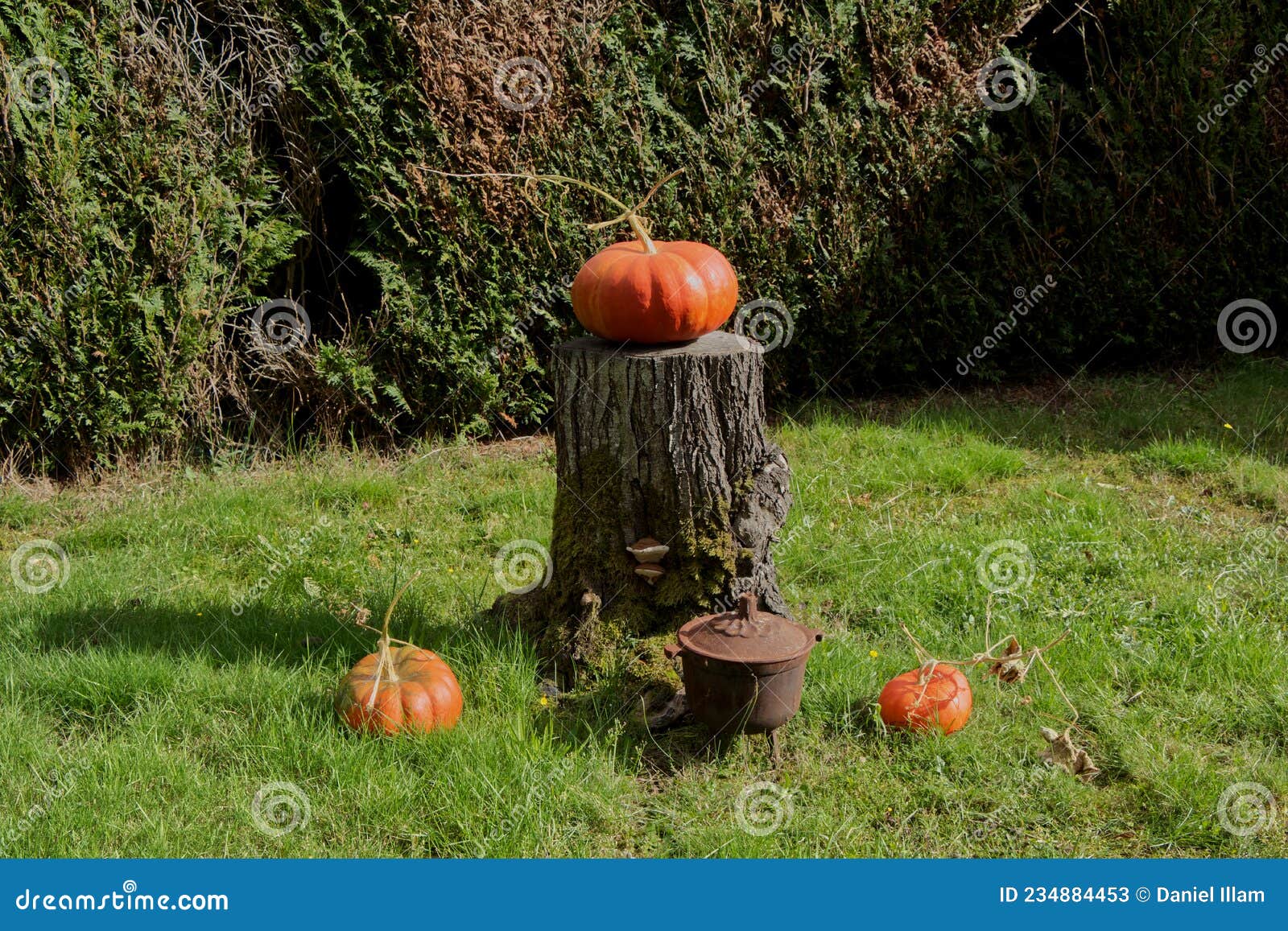 Organic Pumpkin for Halloween on Cut Tree Trunk Stock Image - Image of ...