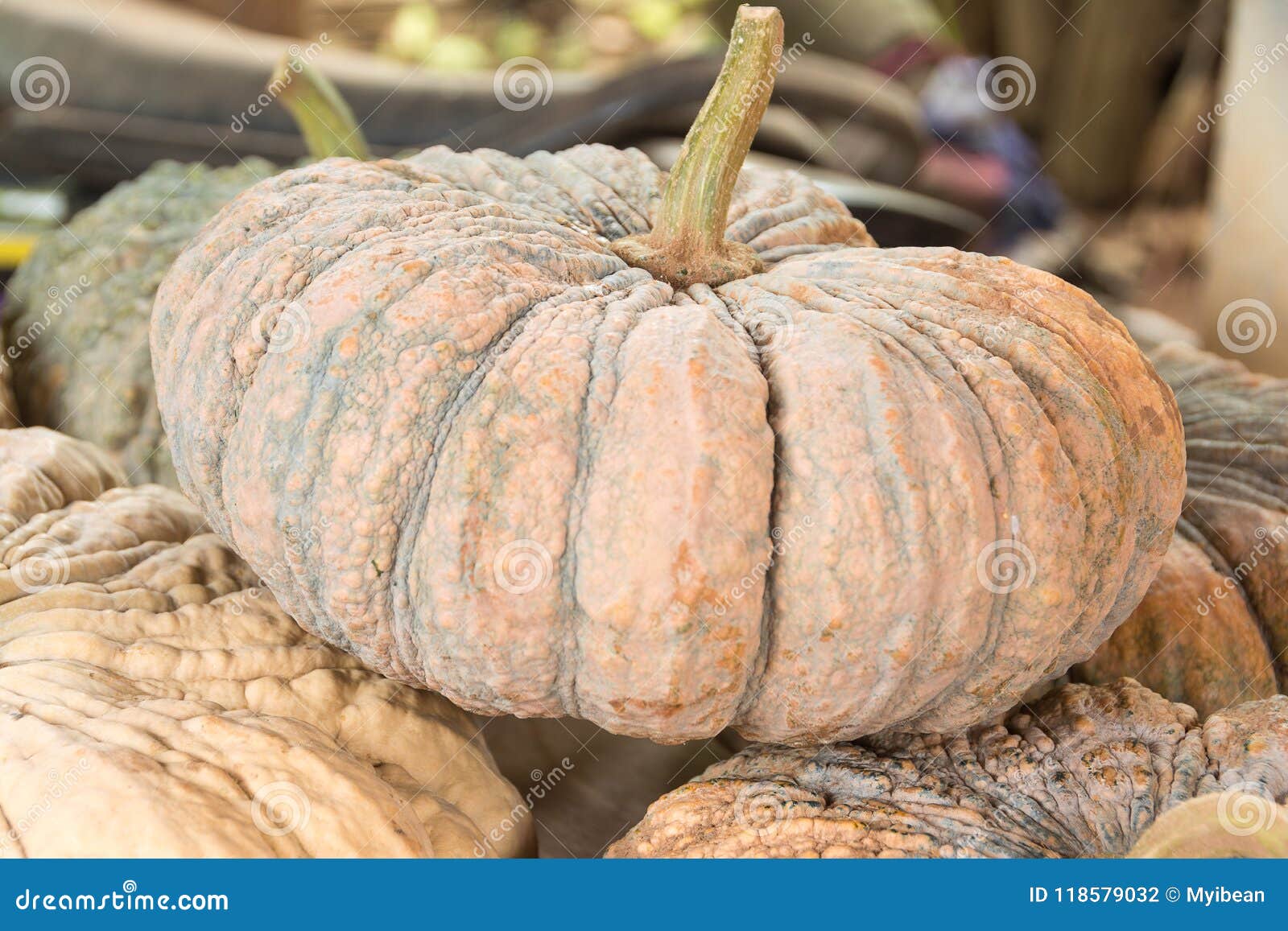 Organic pumpkin vegetable stock photo. Image of organic - 118579032
