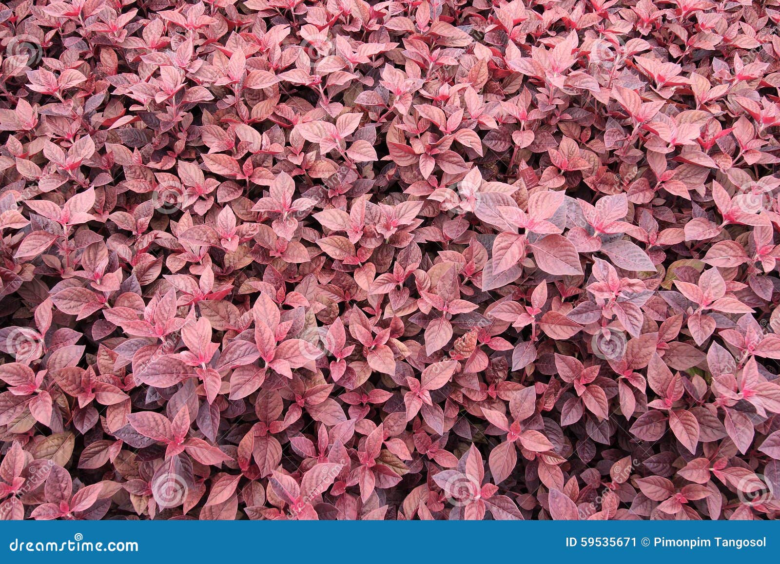 Organic Purple Amaranth Tree Stock Image - Image of flower ...