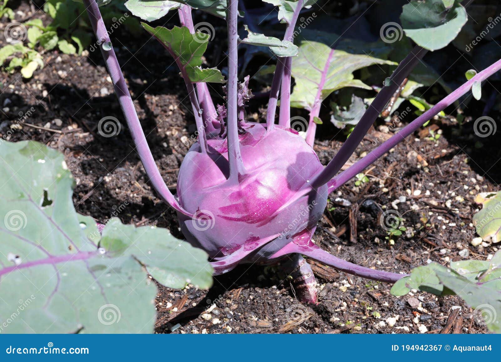 Organic Purple Cabbage Turnip Stock Image - Image of land, kohlrabi ...