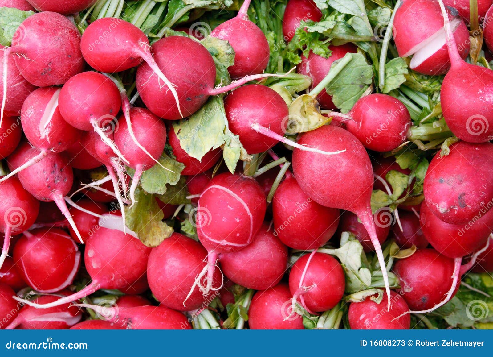 Organic radish stock image. Image of food, bunch, close - 16008273