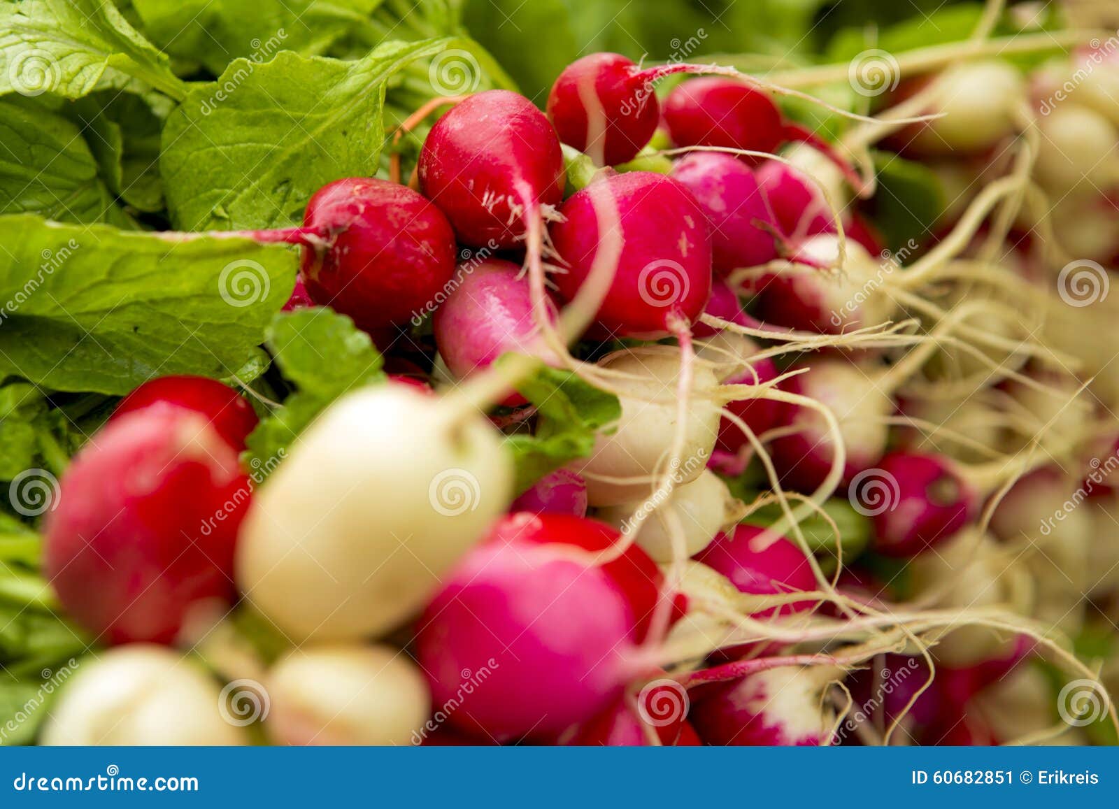 Organic Radishes stock image. Image of plant, organic - 60682851
