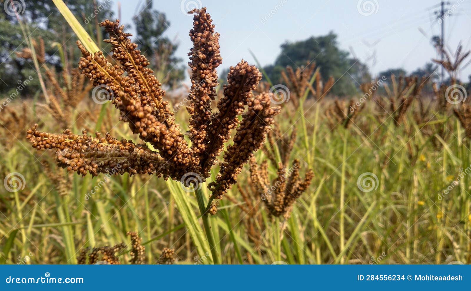 Organic Ragi (Finger Millet), Whole Grain Stock Photo - Image of ...