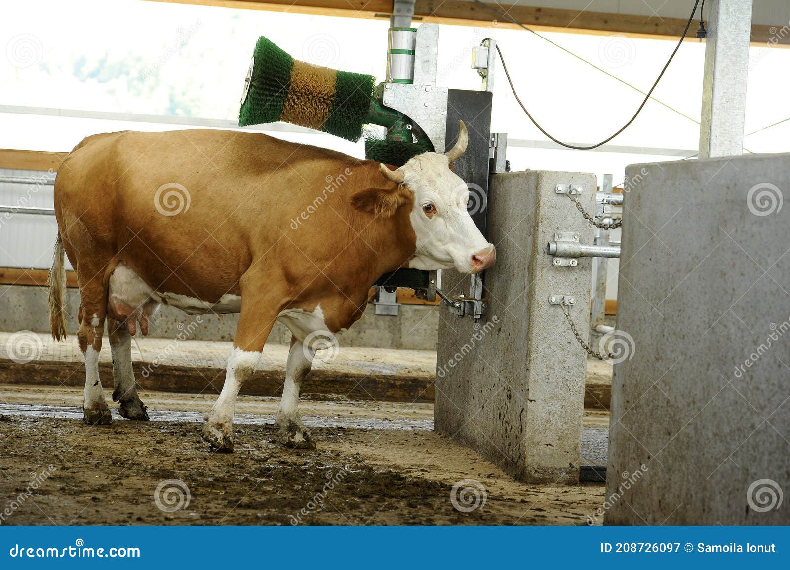 Organic Raised Cow in Full Brushing Process. Industrial Cattle Brushing ...