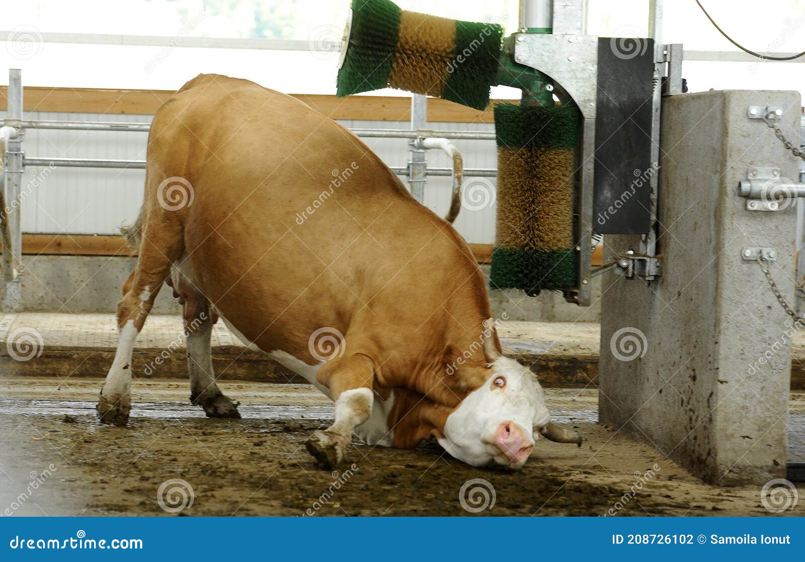 Organic Raised Cow in Full Brushing Process. Industrial Cattle Brushing ...