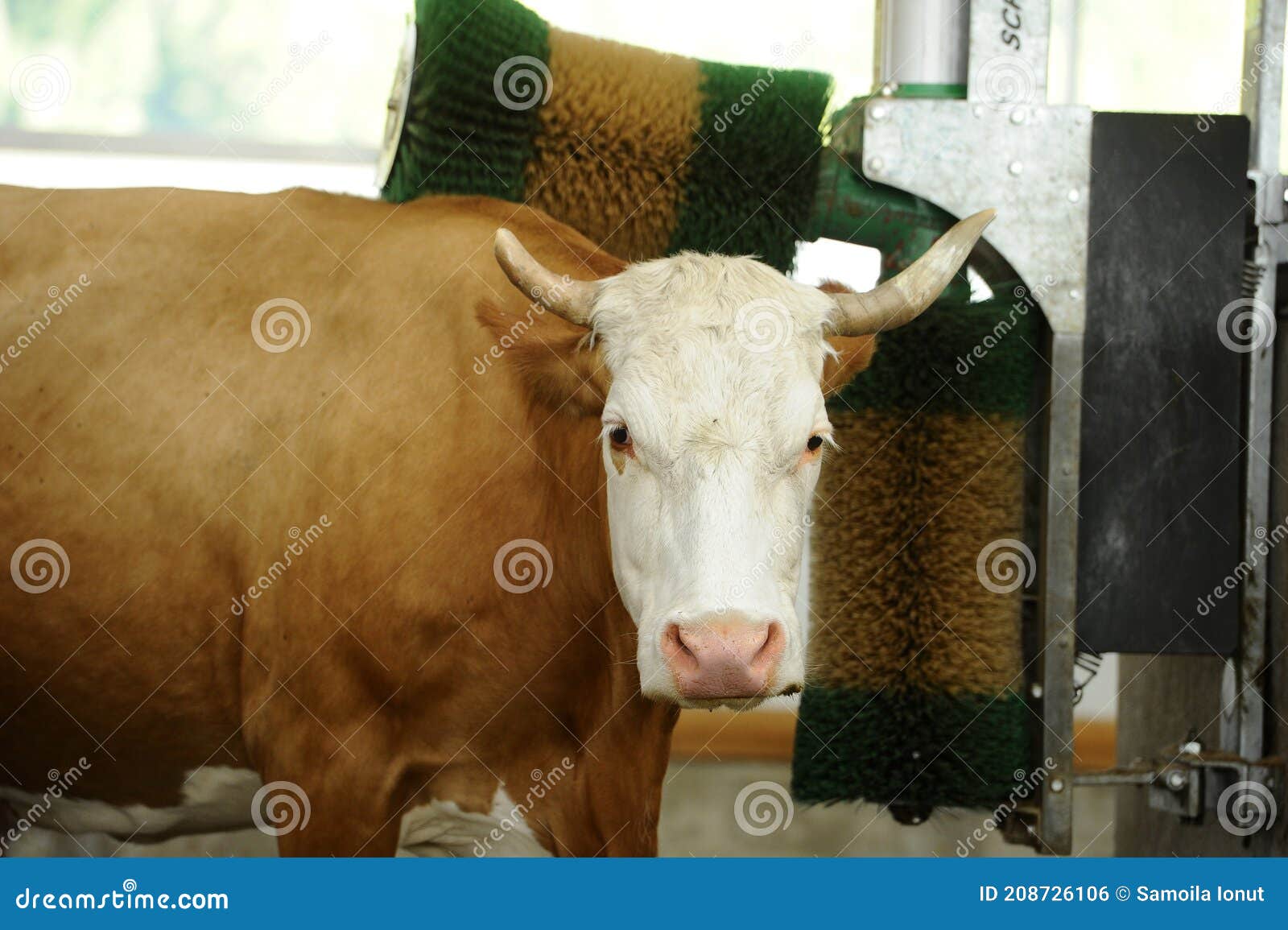 Organic Raised Cow in Full Brushing Process. Industrial Cattle Brushing ...