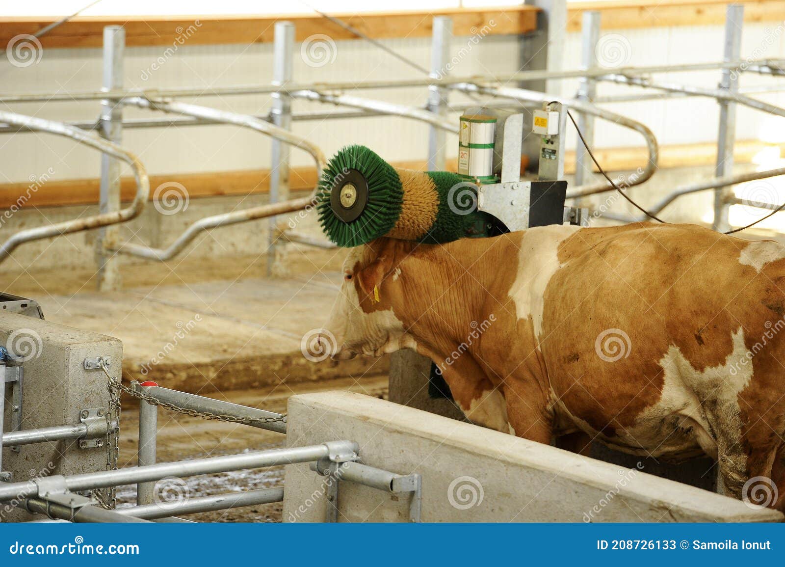 Organic Raised Cow in Full Brushing Process. Industrial Cattle Brushing ...