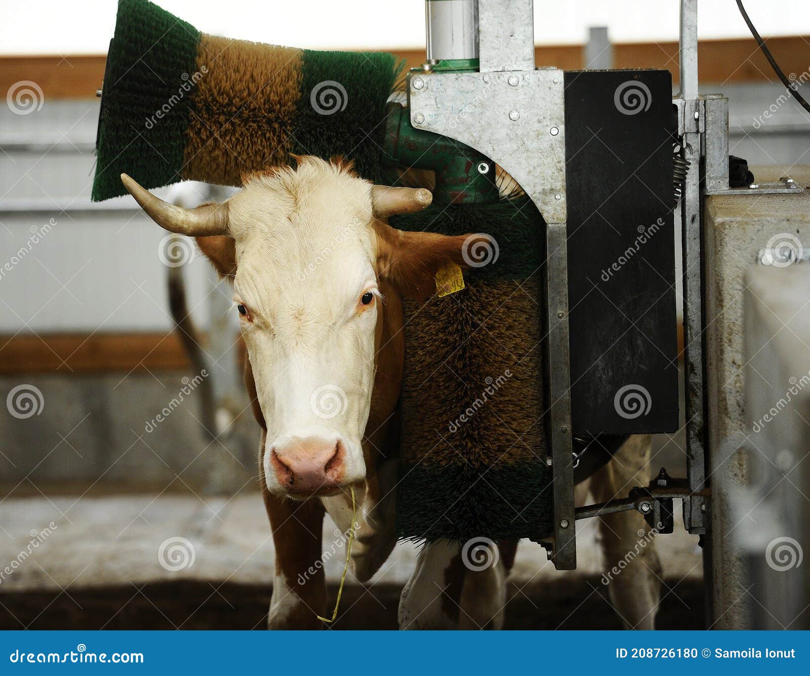 Organic Raised Cow in Full Brushing Process. Industrial Cattle Brushing ...