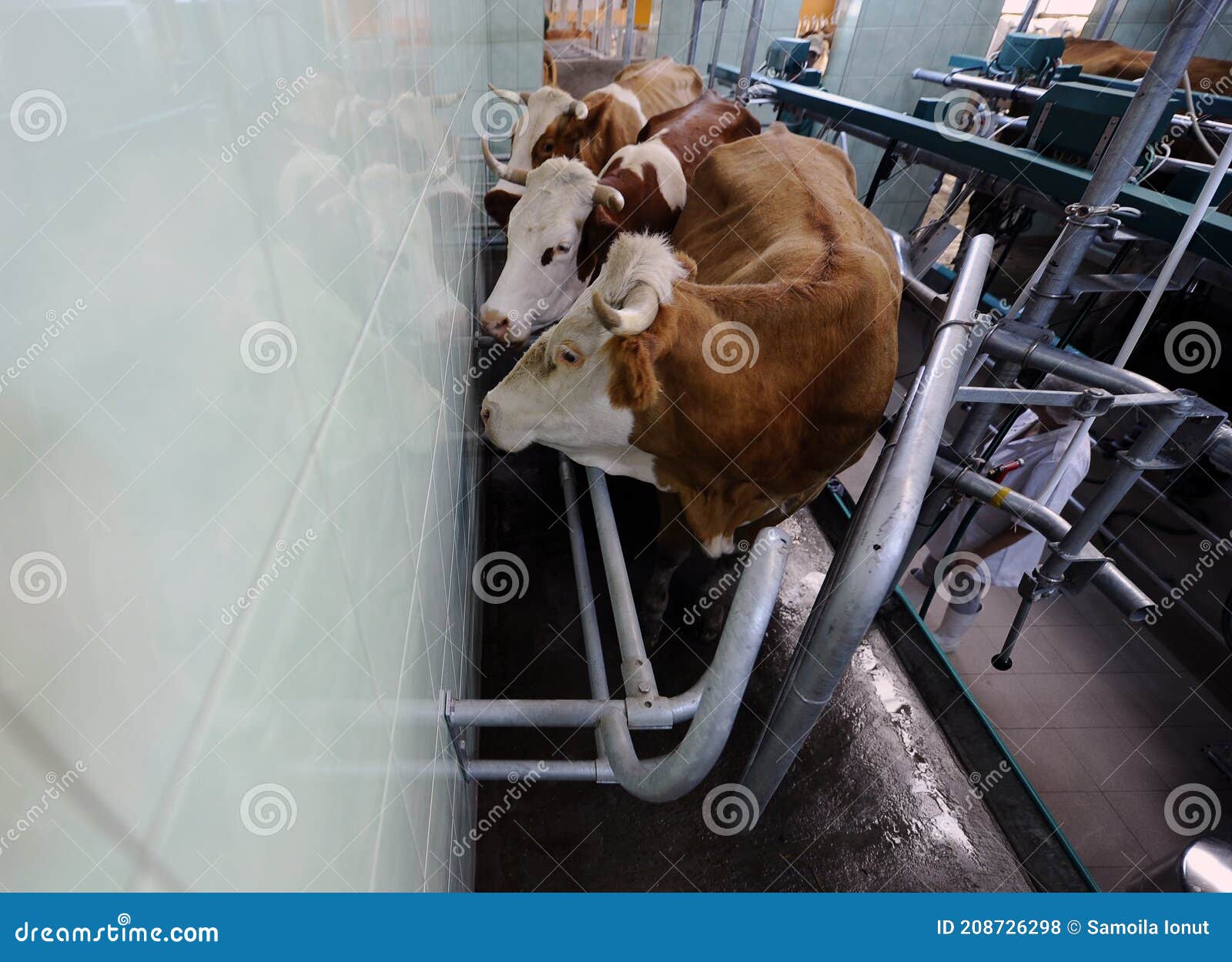 Organic Raised Cow in Full Brushing Process. Industrial Cattle Brushing ...