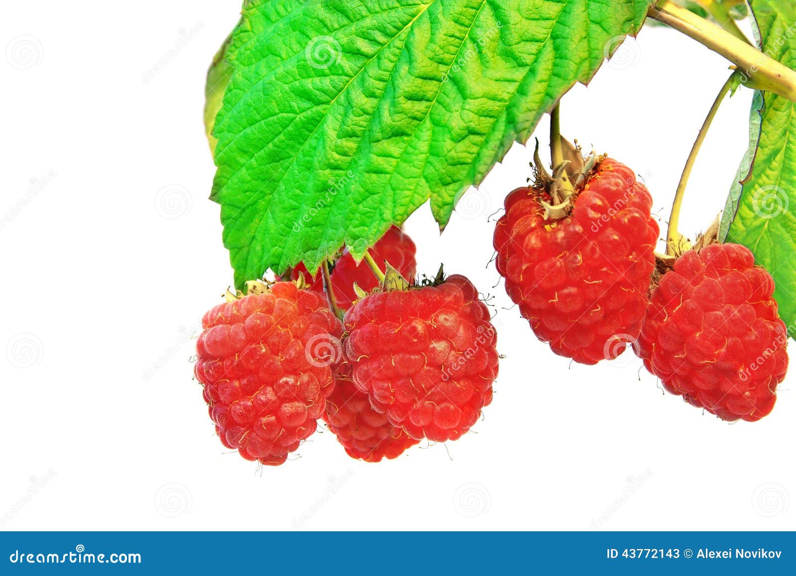 Organic Raspberries stock image. Image of green, healthy - 43772143