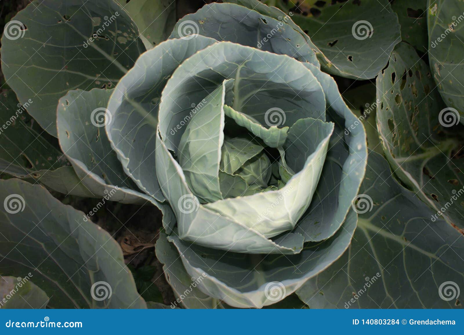 Organic and Raw Cabbage Head from the Garden Stock Photo - Image of ...