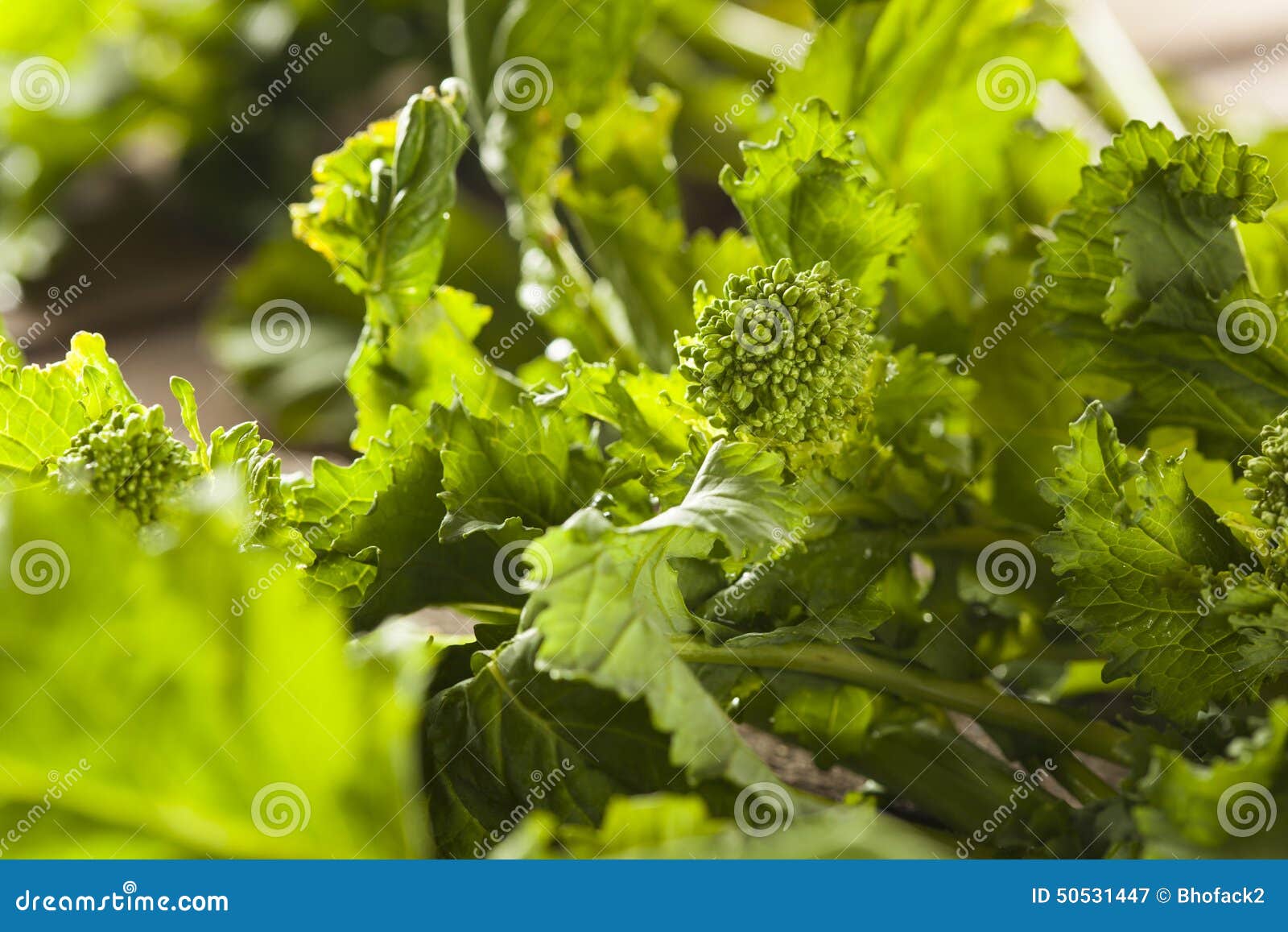 Organic Raw Green Broccoli Rabe Rapini Stock Image - Image of organic ...