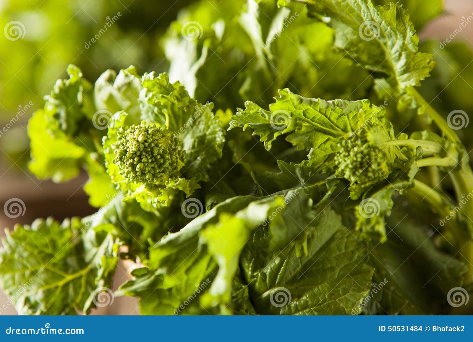 Organic Raw Green Broccoli Rabe Rapini Stock Photo - Image of cuisine ...