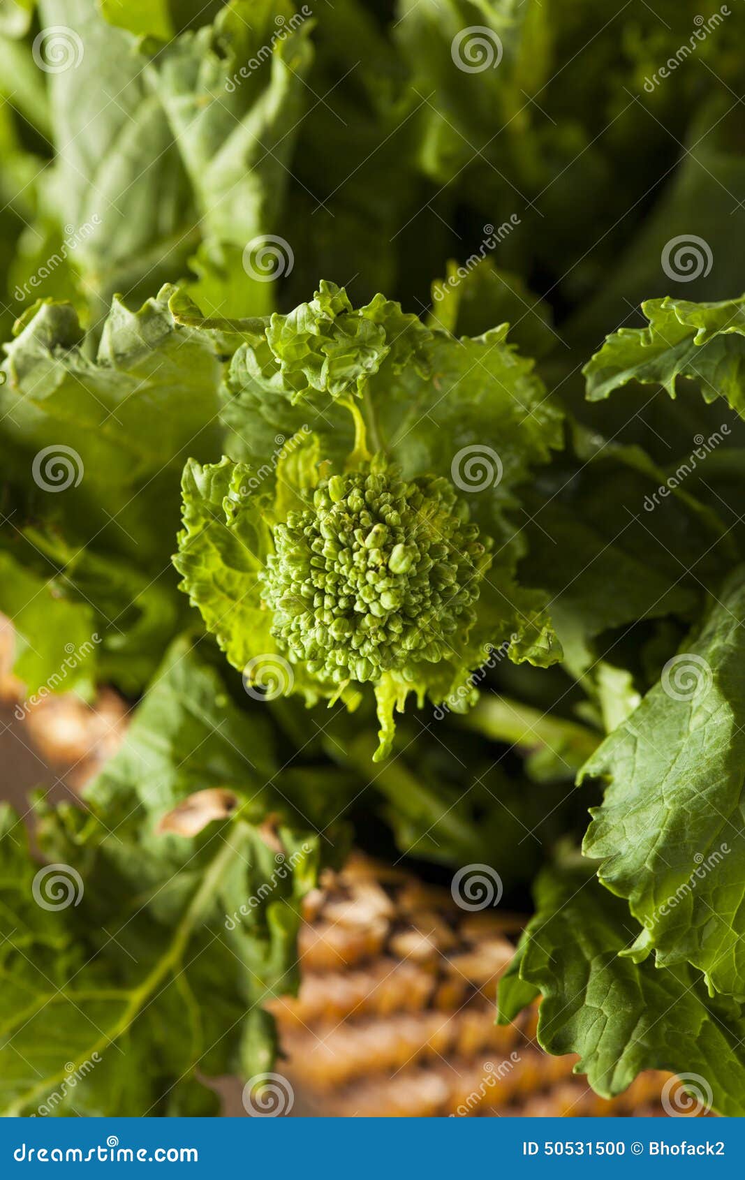 Organic Raw Green Broccoli Rabe Rapini Stock Photo - Image of healthy ...