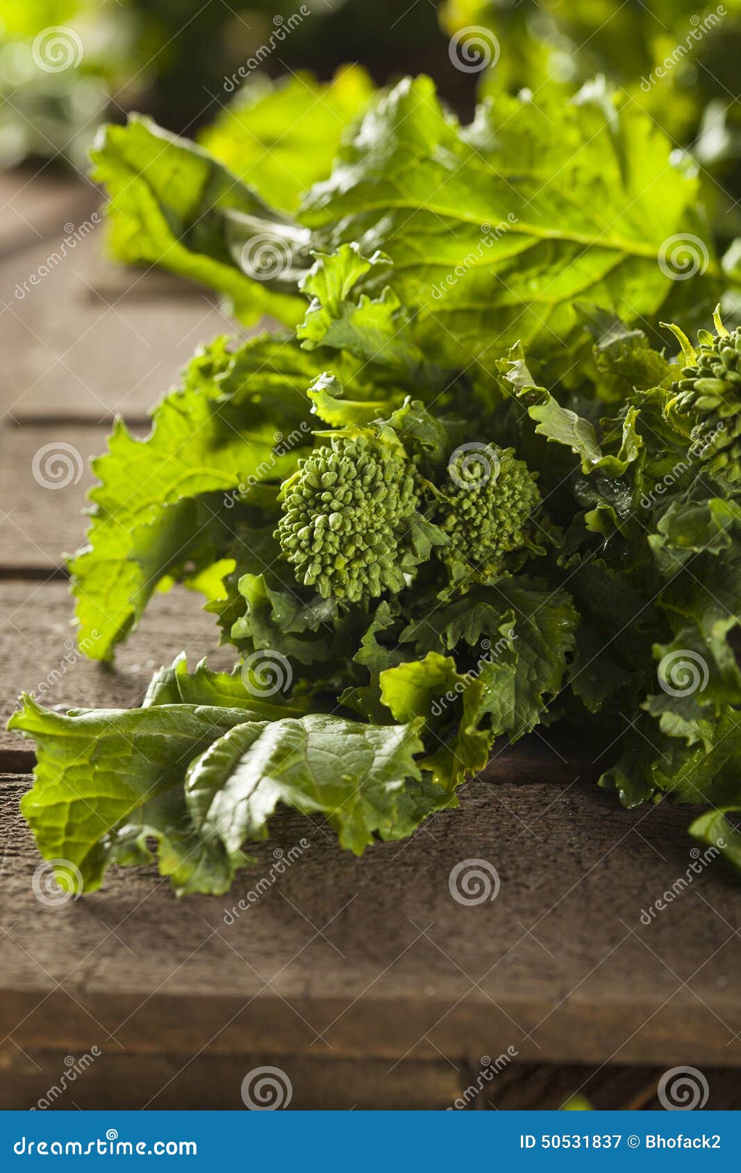 Organic Raw Green Broccoli Rabe Rapini Stock Image - Image of ...