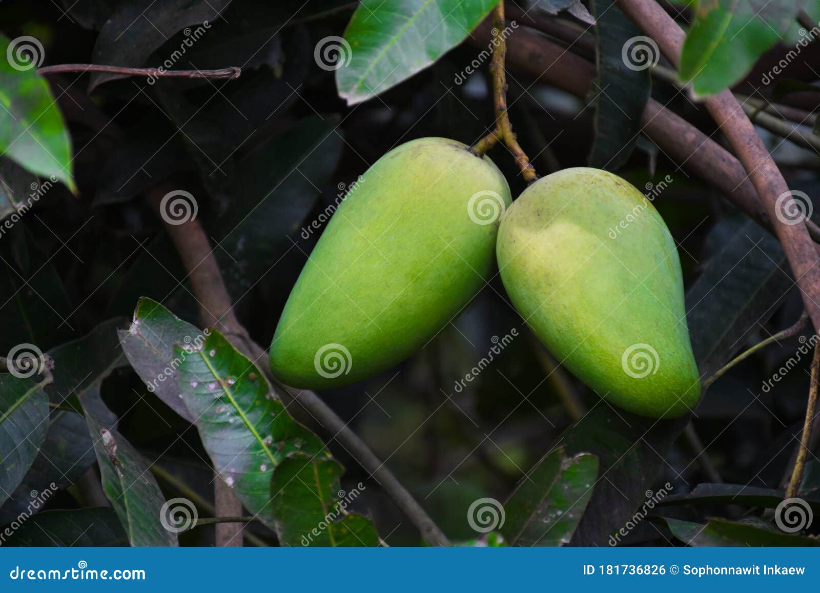Raw mangoes stock photo. Image of organic, mangoes, plant - 181736826