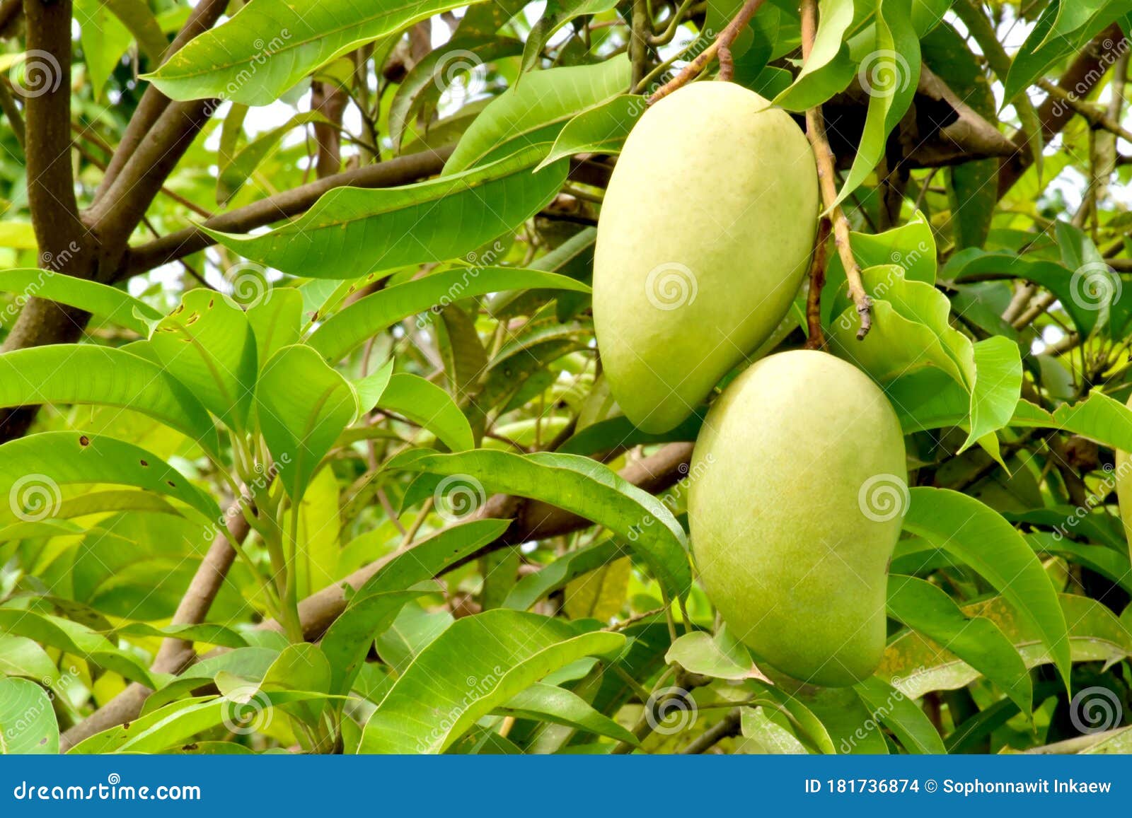 Raw mangoes stock photo. Image of fruit, plant, mangoes - 181736874