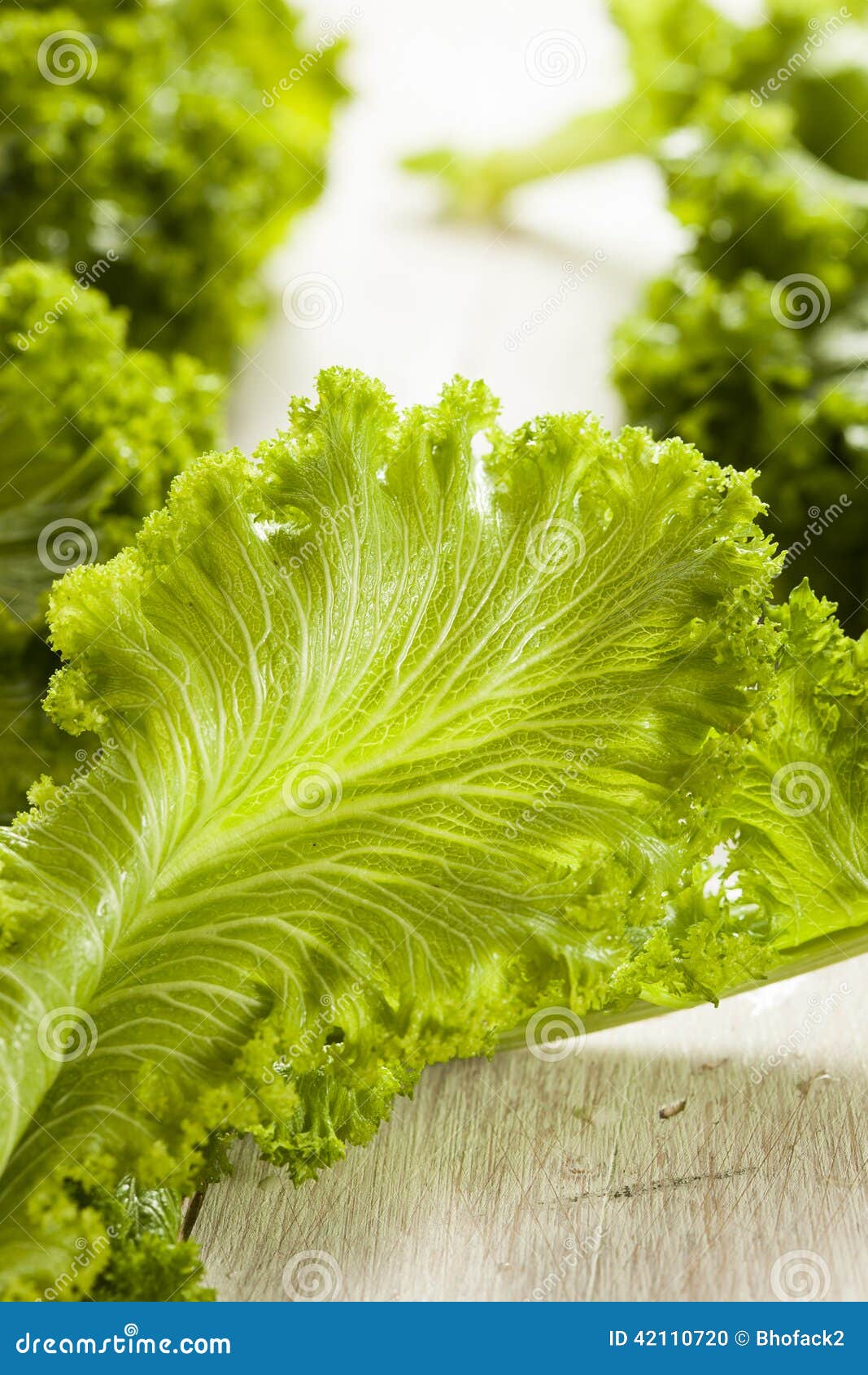 Organic Raw Mustard Greens stock photo. Image of healthy - 42110720